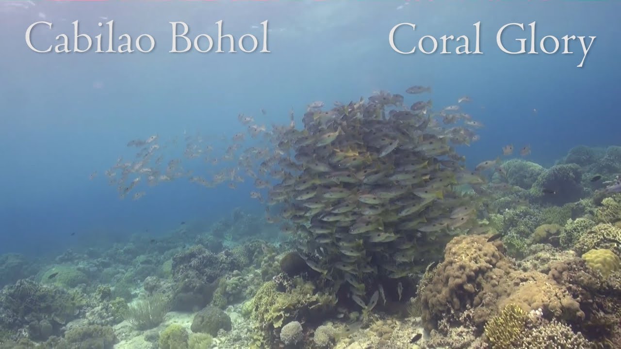 Diving in Cabilao Bohol - YouTube