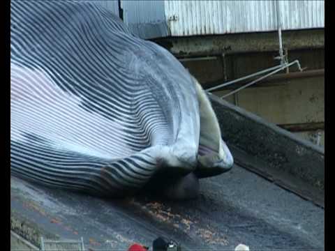 Whaling in Iceland - Part 1(5) - High Quality version (HQ), commercial ...