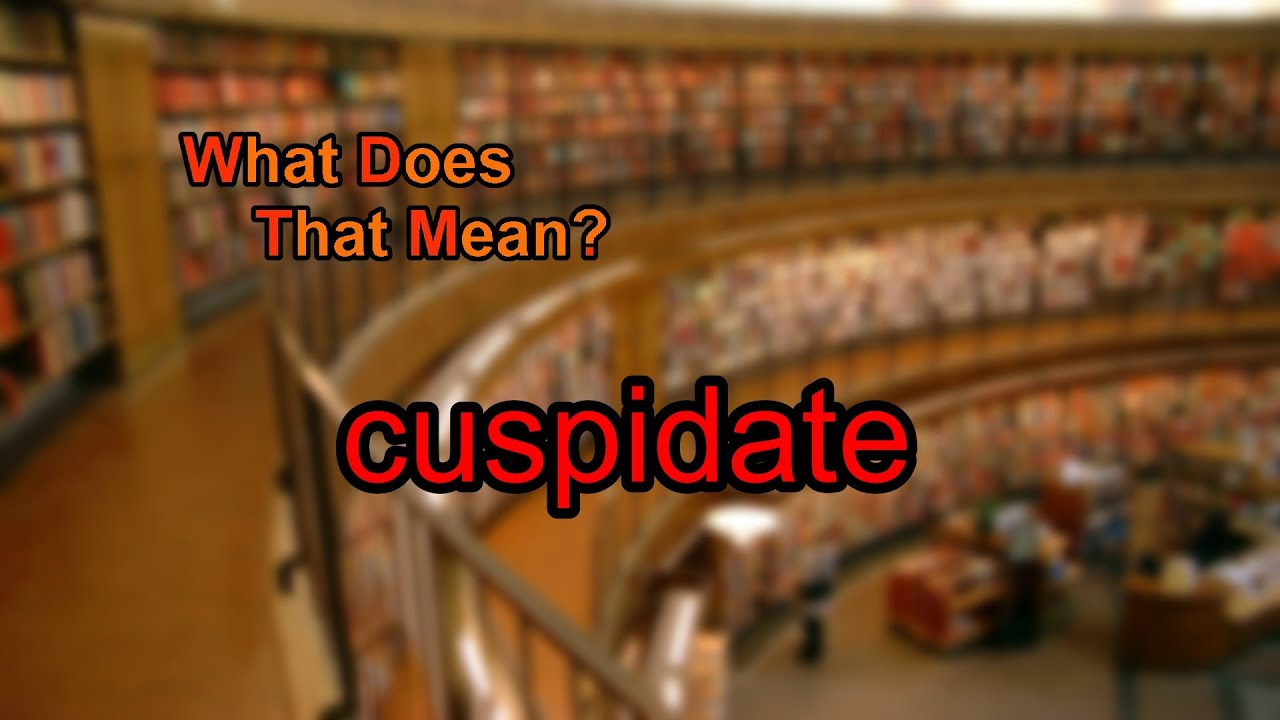 What does cuspidate mean? - YouTube