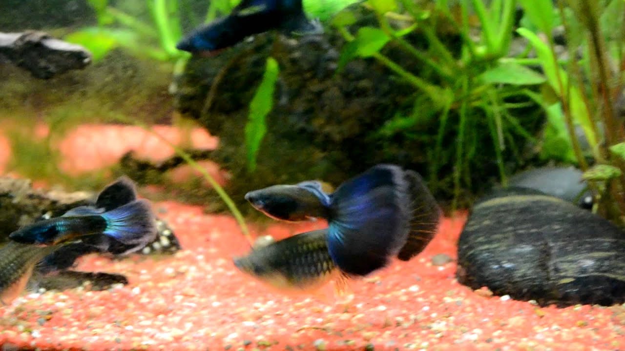 Dark Blue Moscow tank - YouTube