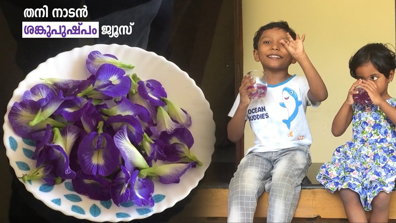 തനി നാടൻ ശങ്കുപുഷ്പം ജ്യൂസ് | Bluebell vine juice by Dhayan Nath ...