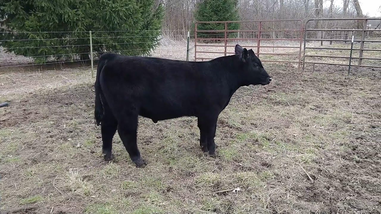 Chopper/Angus x Walks Alone Show Steer - YouTube