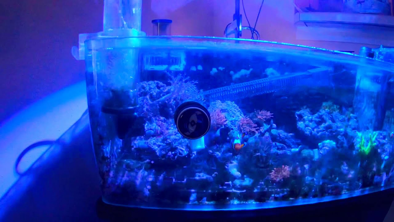 Jbj Frag Tank 2 years later - YouTube