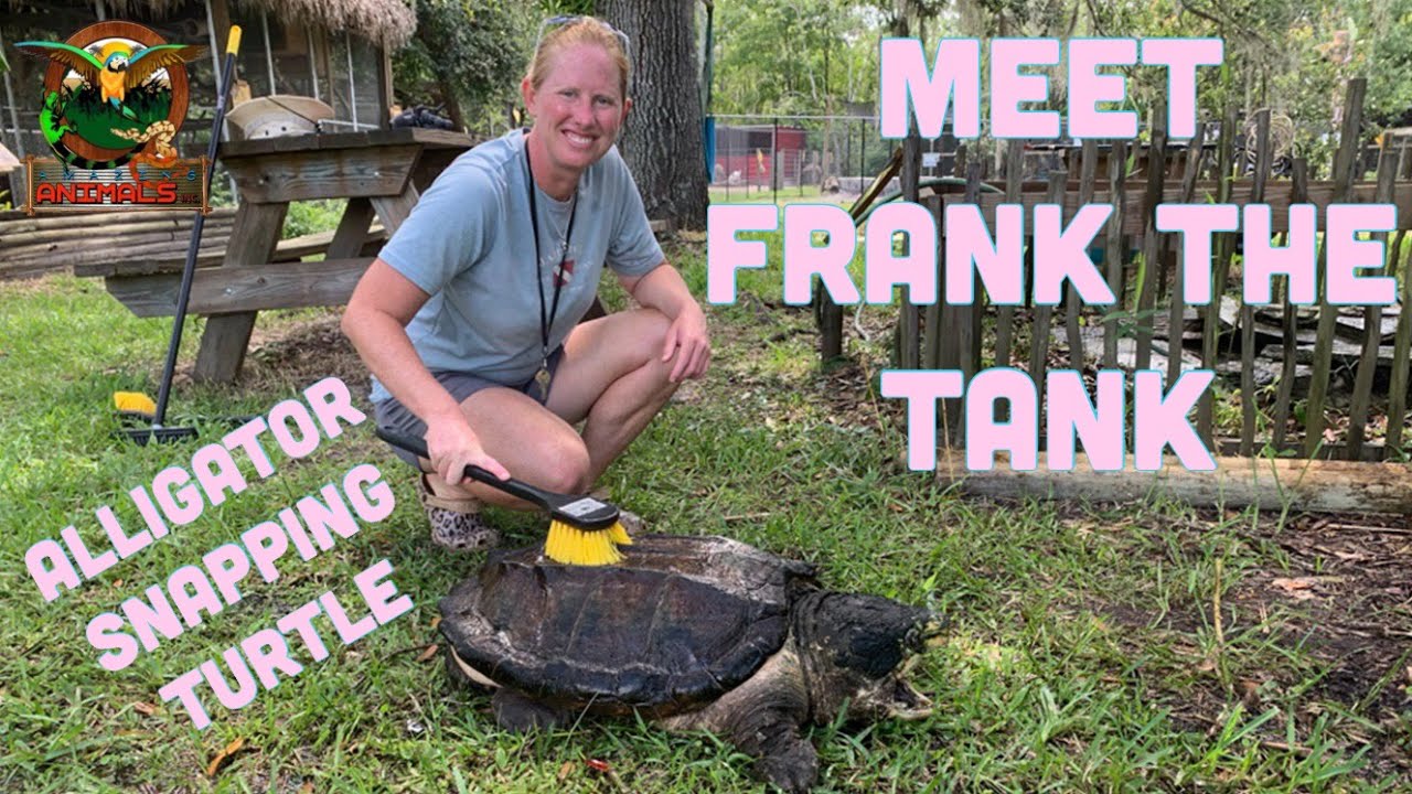 Check out Frank the TANK, our HUGE Alligator SNAPPING turtle! - YouTube