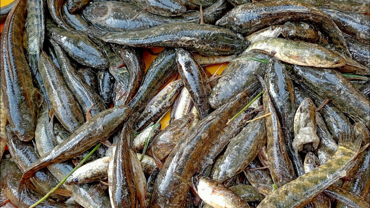 गरई मछली खाने के फायदे | Garai Machali khane ke fayde | Garai Machali ...