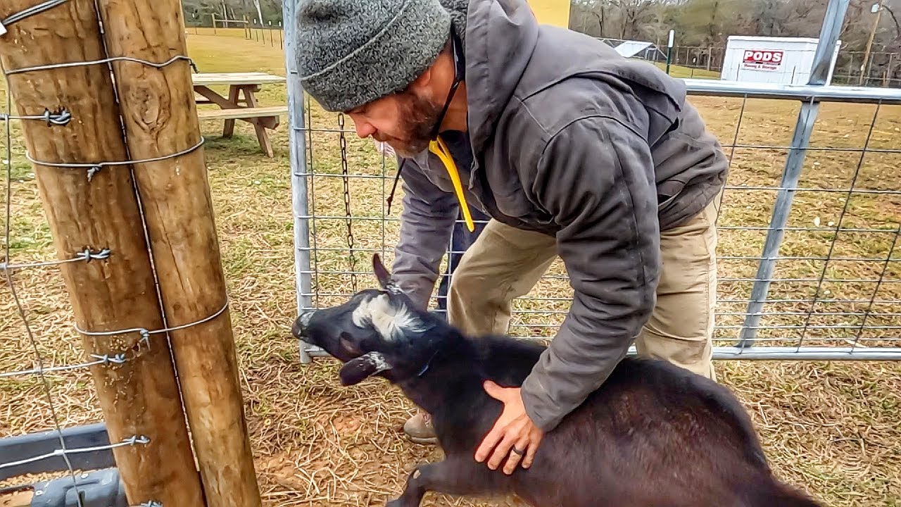 We're Moving The Goats, & Did NOT Expect it To Be Like This! - YouTube