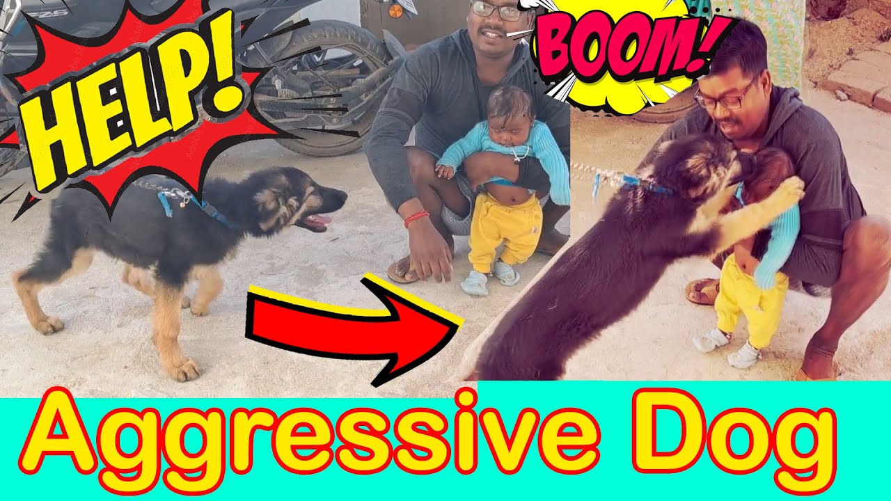 My Dog Attacked on kids | German Shepherd Puppy Reaction after 2 month ...