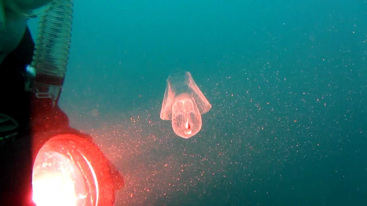Sea Butterfly (Pteropod) - YouTube