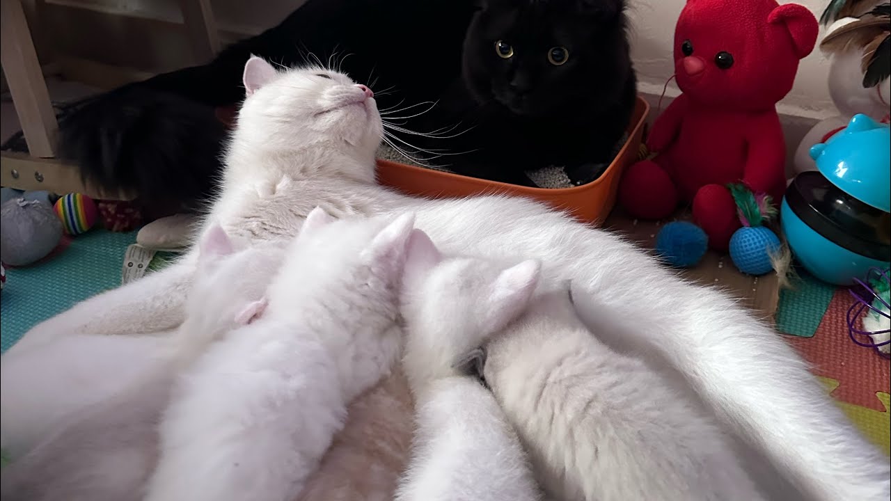 My babies’ fur fam journey ️.. - YouTube