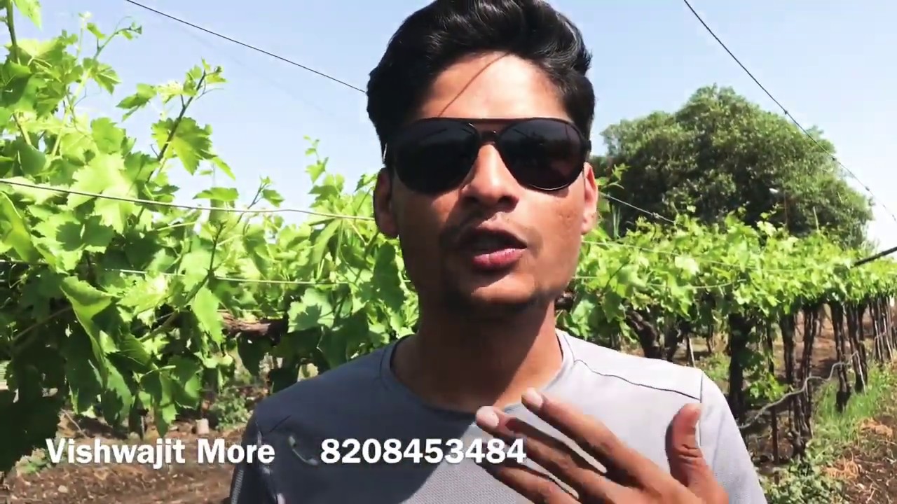 How to take petiole samples for analysis in grapes. - YouTube