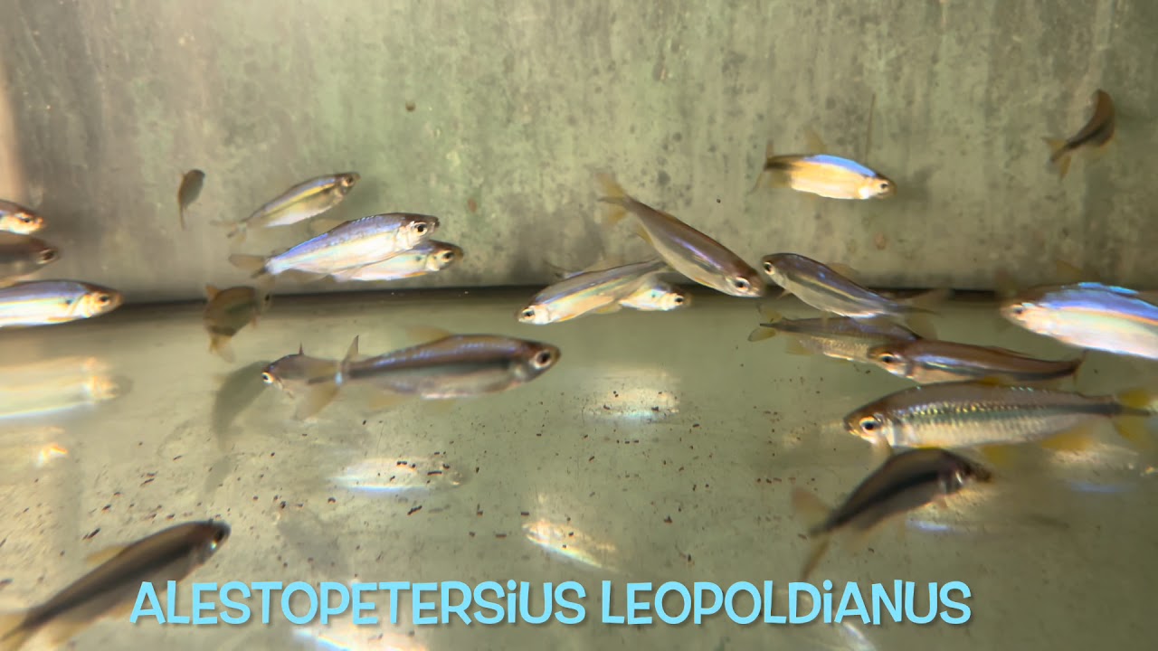 Alestopetersius leopoldianus - YouTube