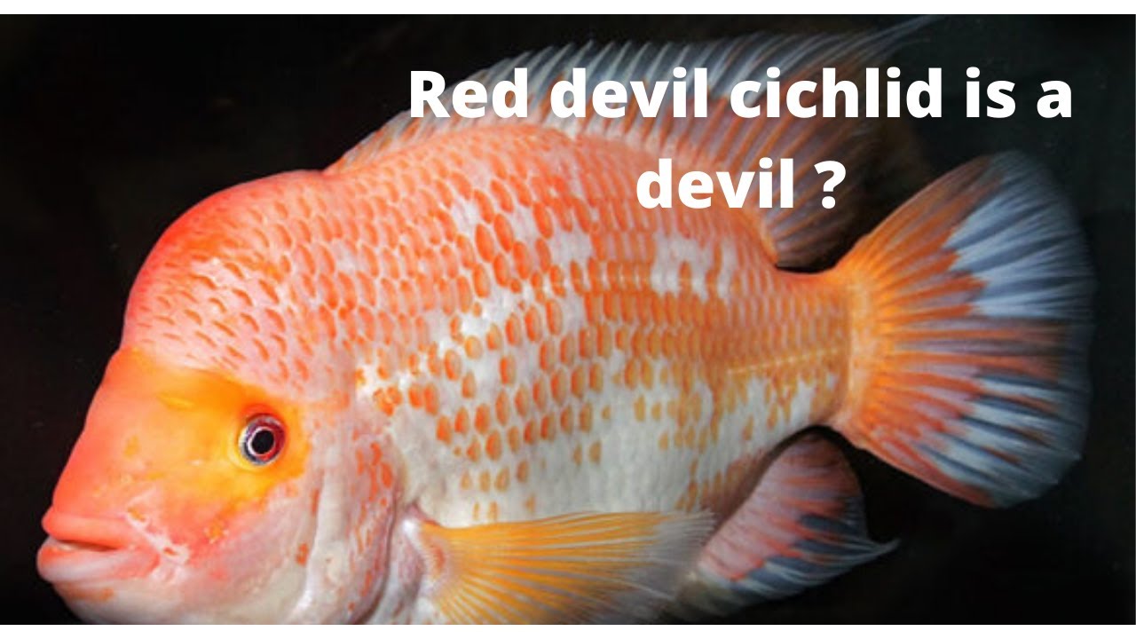 Red Devil Cichlid fish is a devil? Care information. - YouTube