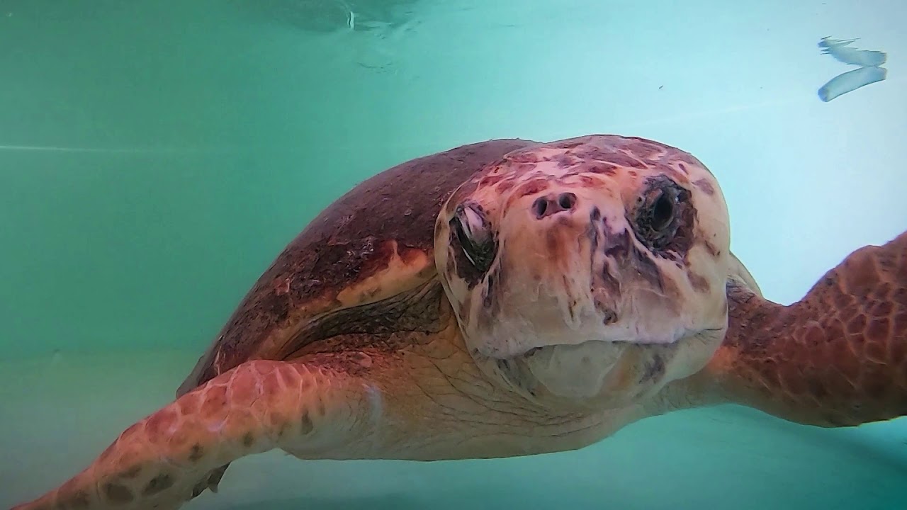 Turtle Tranquility with Kirby the Loggerhead Sea Turtle - YouTube