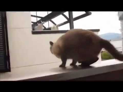 Uzun Atlayamayan Kedi :))