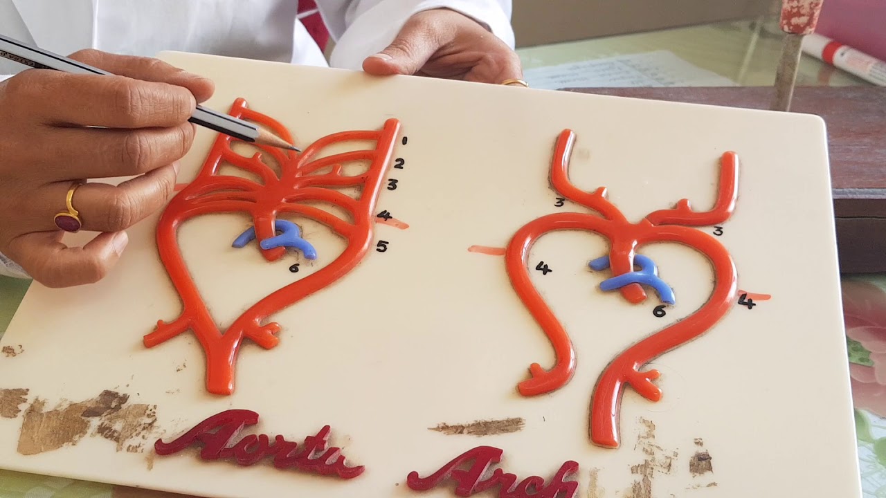 Aortic arches dev model - YouTube