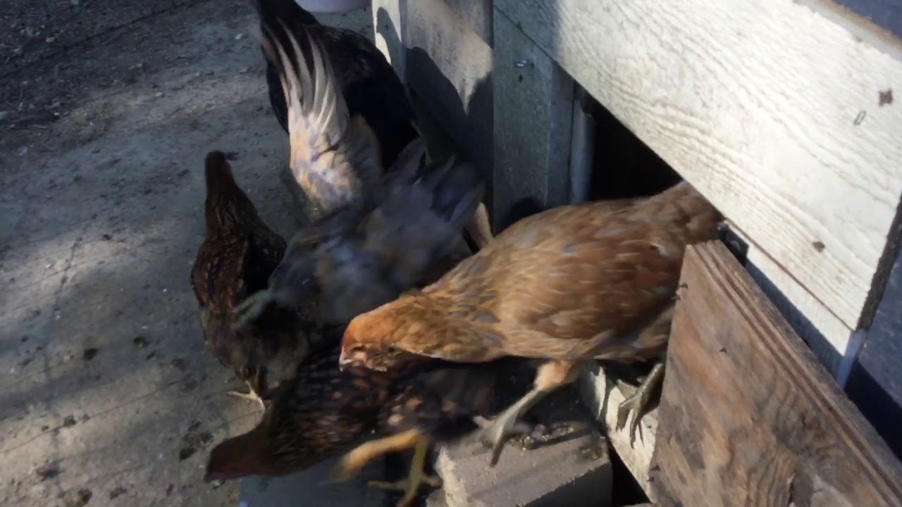 chickens - YouTube