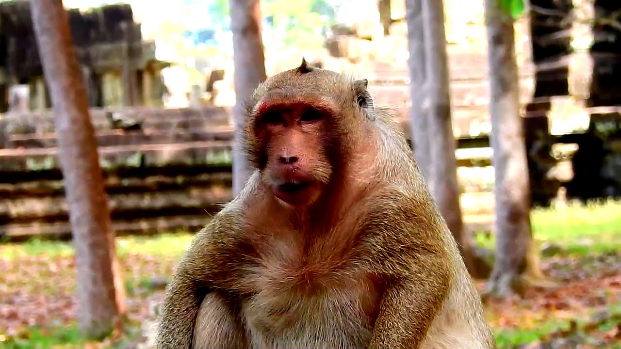 Loki Monkey still hurt after... | Angkor Wat Monkey - YouTube