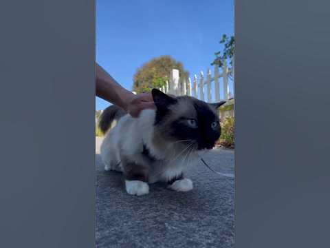 Imagine take a walk on a hot summer day… I’m melting🫠#cat #ragdoll # ...