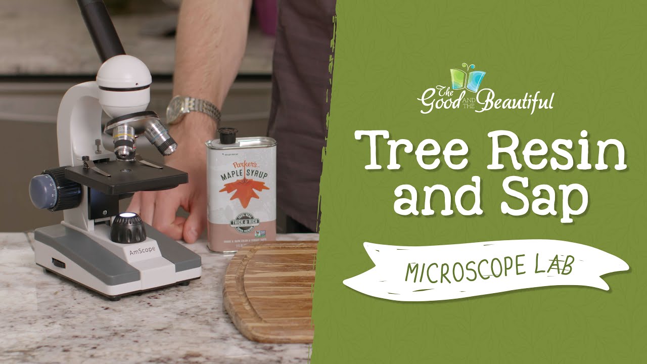 Tree Resin and Sap Microscope Experiment | Botany | The Good and the ...