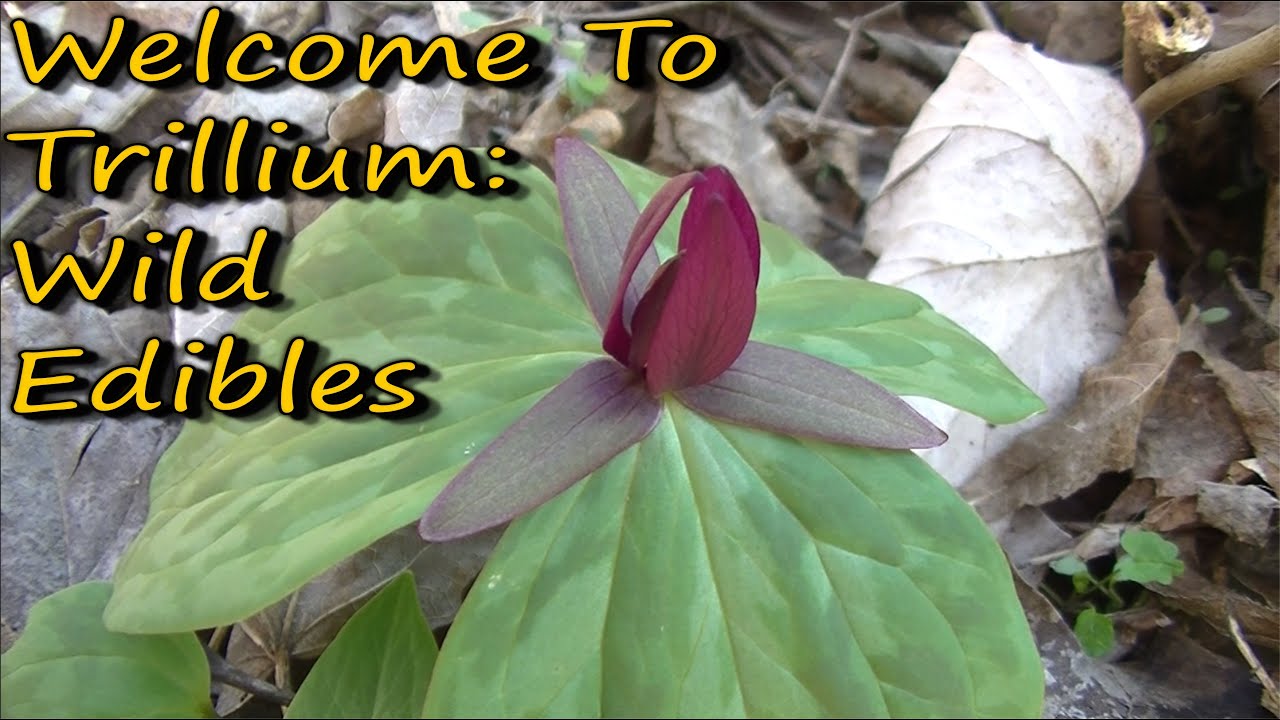 Welcome To Trillium: Wild Edibles! - YouTube