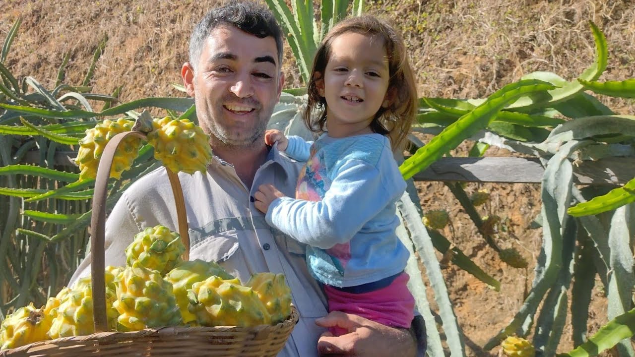 Pitaya Palora do Equador produzindo entre safra e ganhando espaço em ...