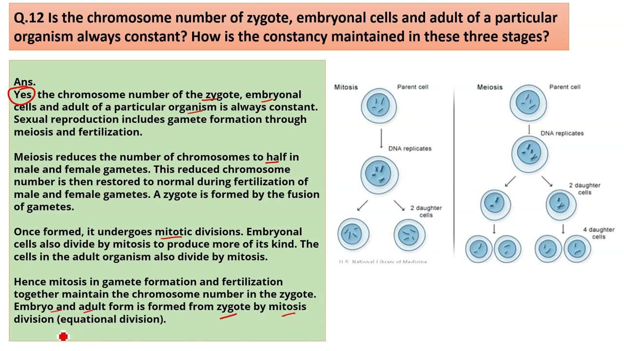 Fertilization Chromosomes