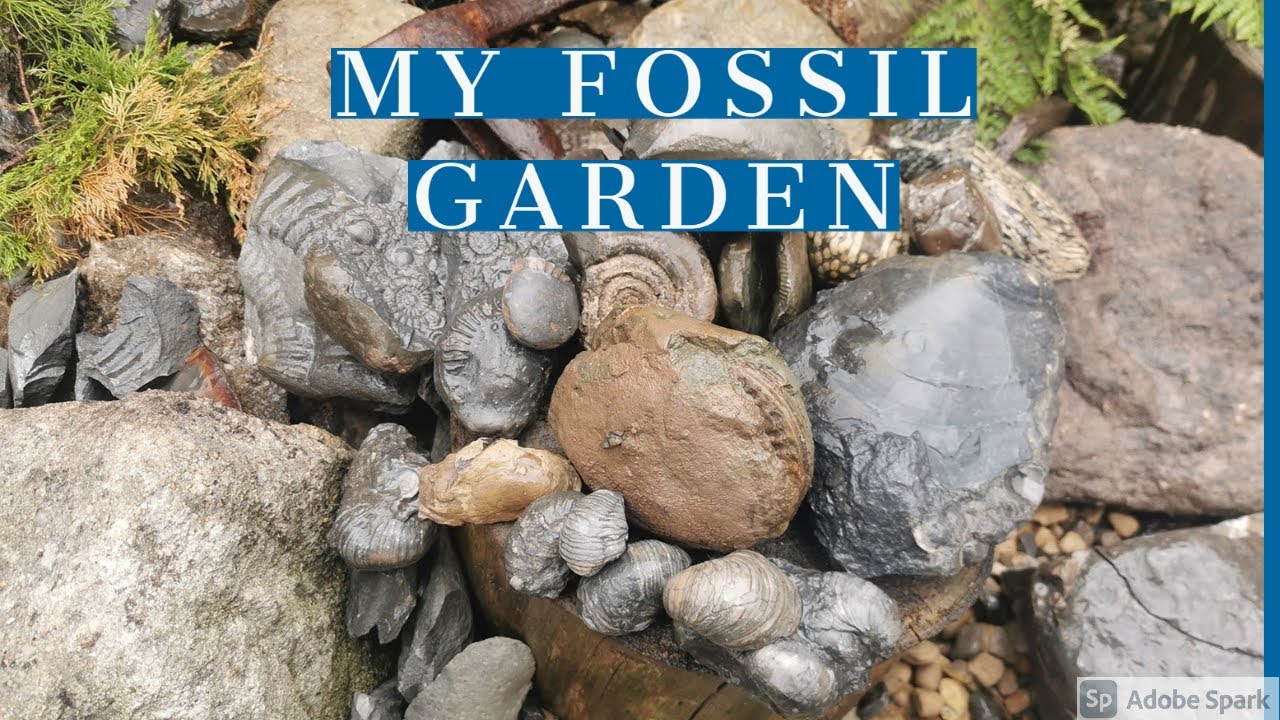 Fossil garden heaven - YouTube
