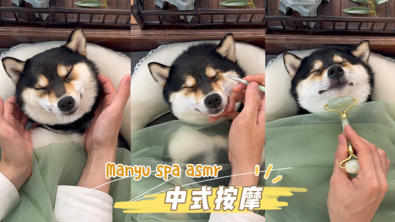 【柴犬ASMR】曼玉Manyu新中式Spa🙌 - YouTube