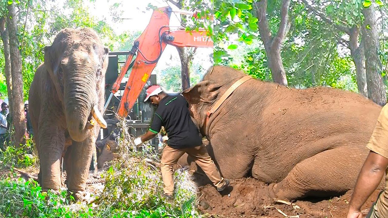 Capturing an aggressive elephant and fitting it with GPS collars | Amazing elephant capture ...