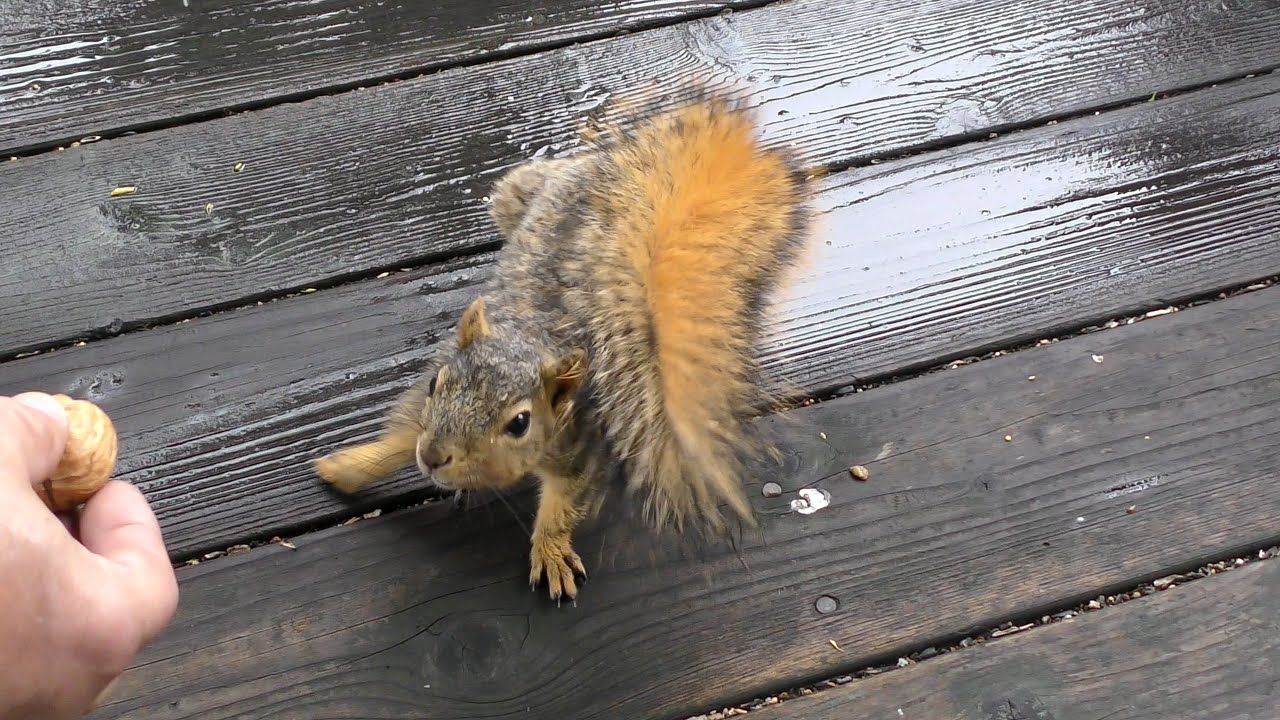 Junior the Squirrel Takes a Nut by Hand for the First Time - YouTube
