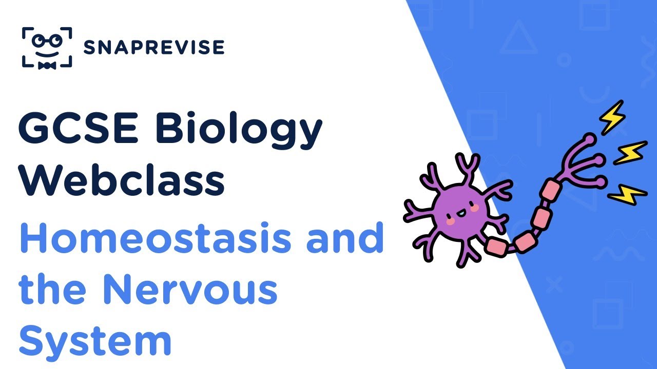 GCSE Biology: Homeostasis and the Nervous System | Revision Webclass ...