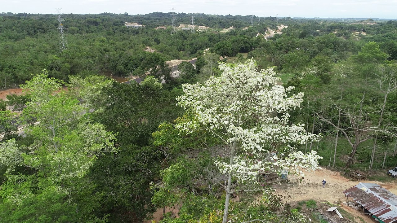 Móncoro (Cordia gerascanthus). Finca La Gloria - YouTube