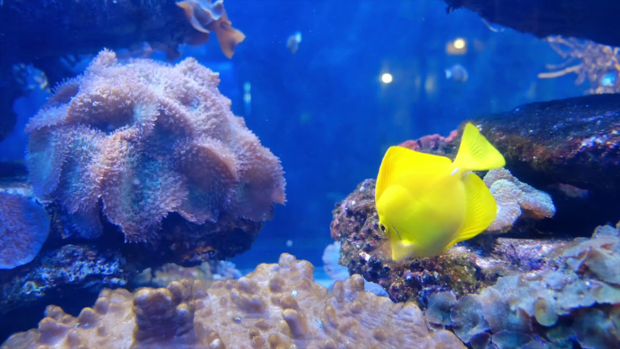 Relaxing Music, for Sleep, Soulful, Stress relief and Meditation | Fish ...