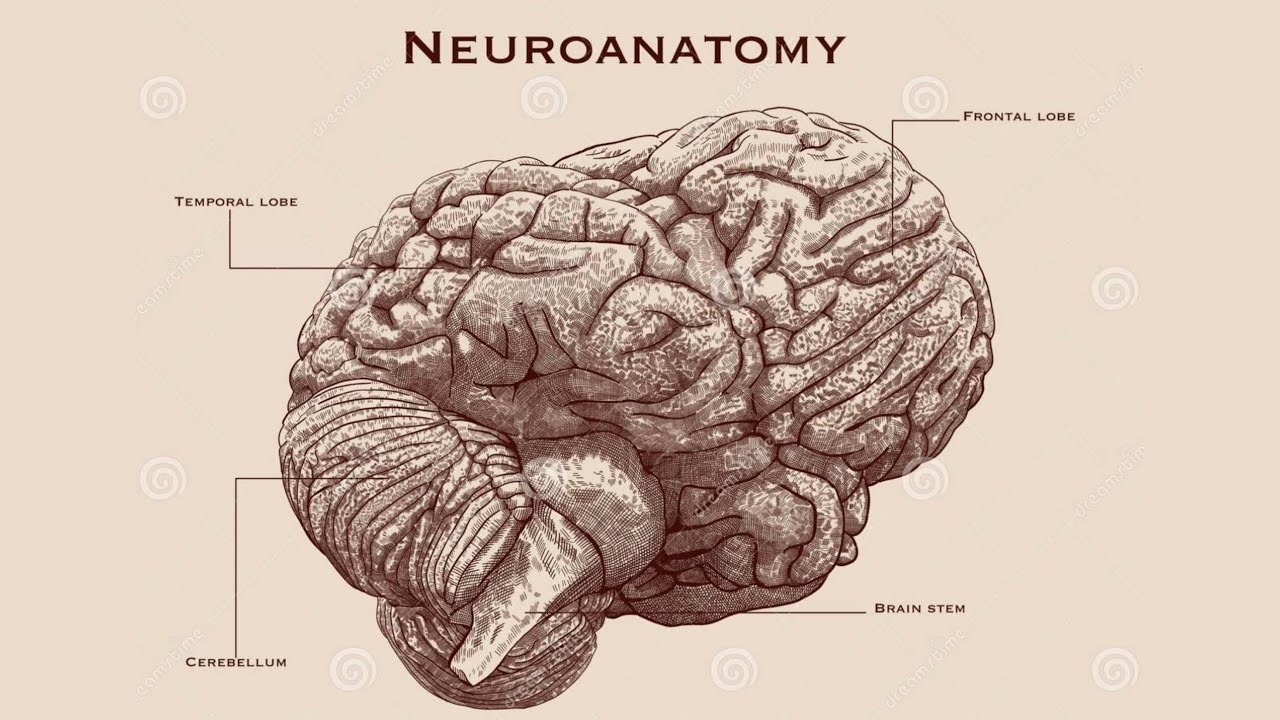 Brainstem || part 2 + cranial nerve || part 1 - YouTube