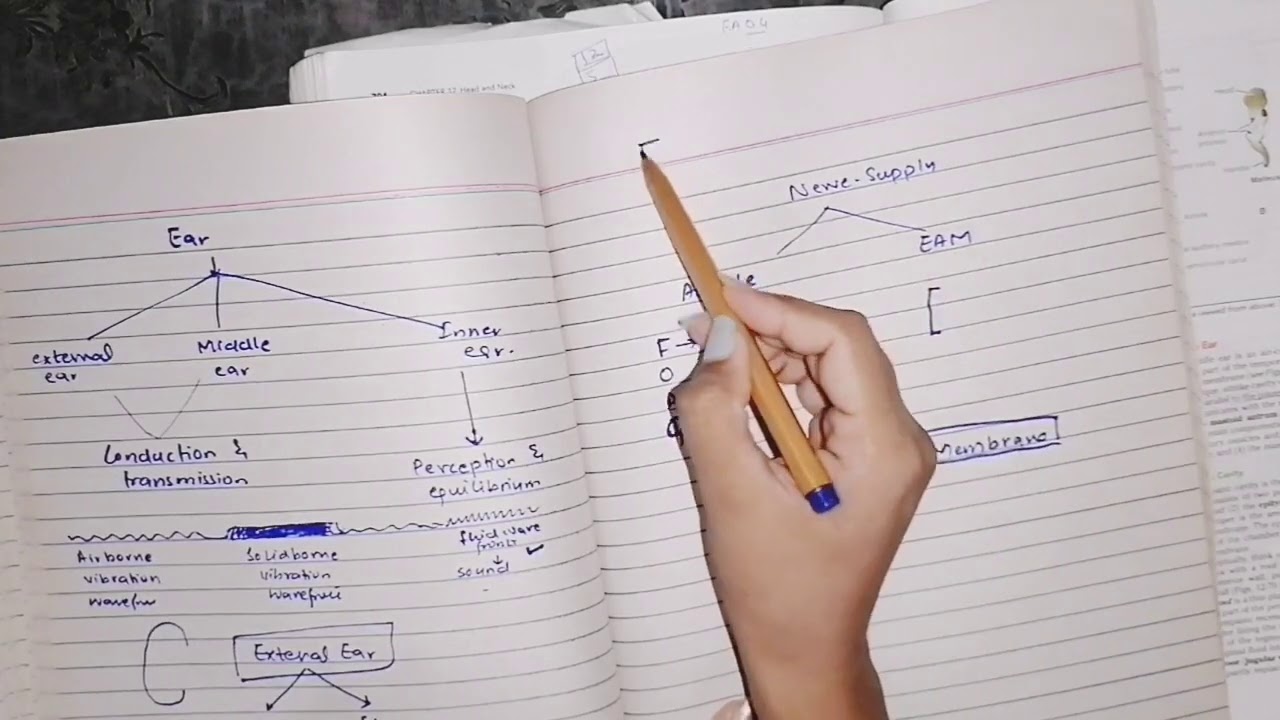 Gross Anatomy of Ear, #head_neck_anatomy - YouTube