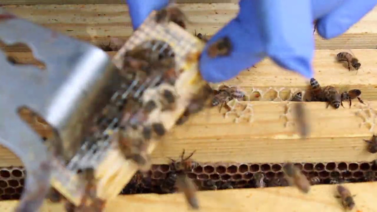 Queen Bee In Cage The Urban Beehive Is Queen Clipping Cruel?