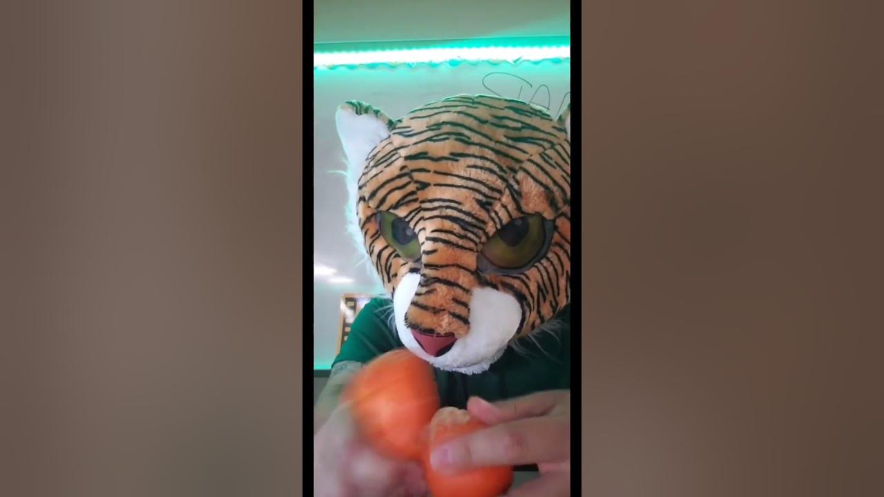 The tiger returns home - YouTube