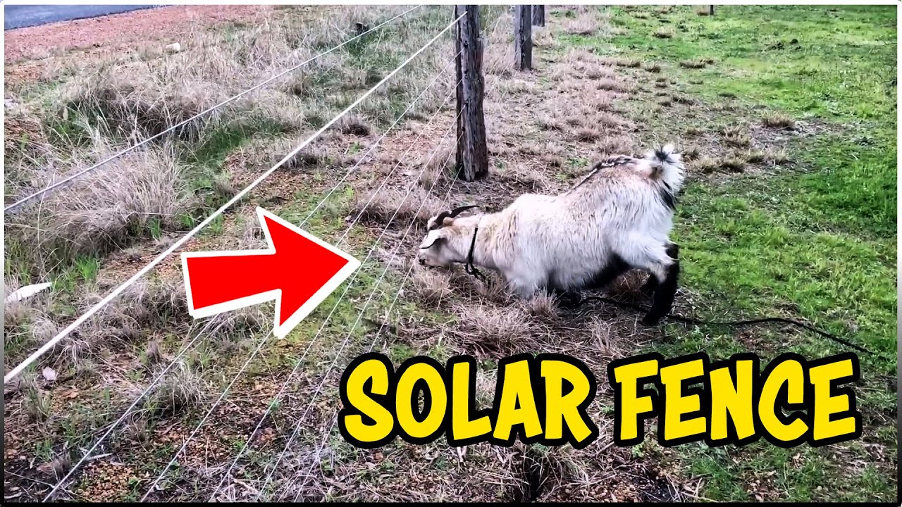 Goat got SHOCK from a SOLAR FENCING SYSTEM | It's 100% SAFE..! - YouTube