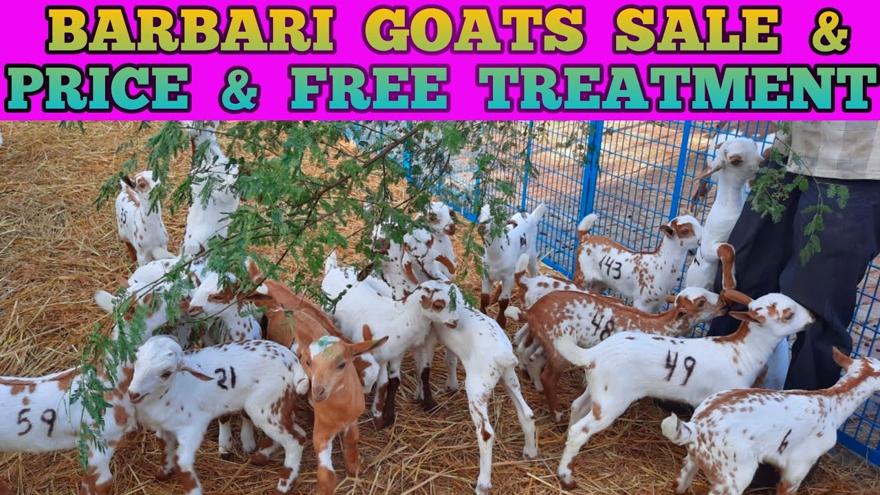 BARBARI GOATS FOR SALE / BARBARI GOATS PRICE / BARBARI GOATS TREATMENT ...