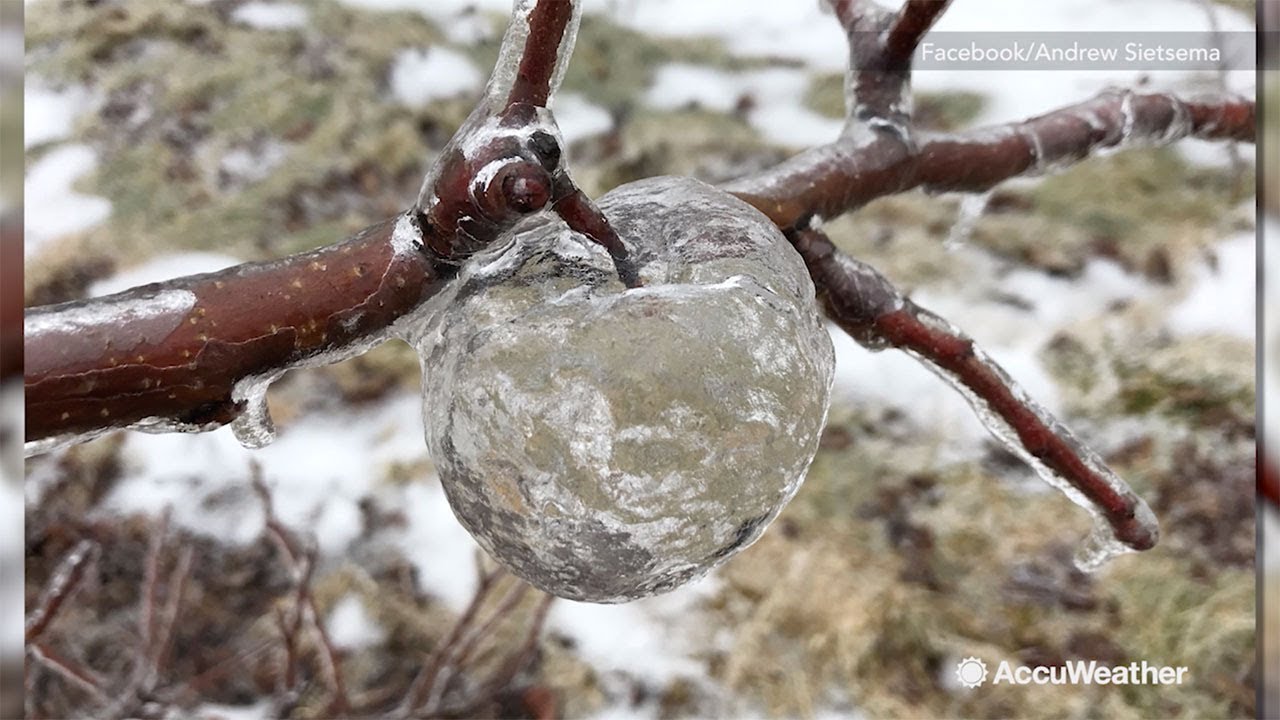 'Ghost apples' left dangling on tree after ice storm - YouTube