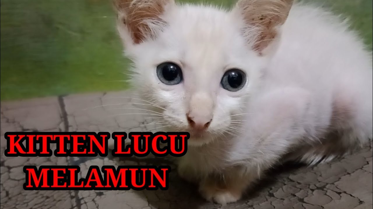 ANAK KUCING MURUNG SEDANG KEDINGINAN - YouTube