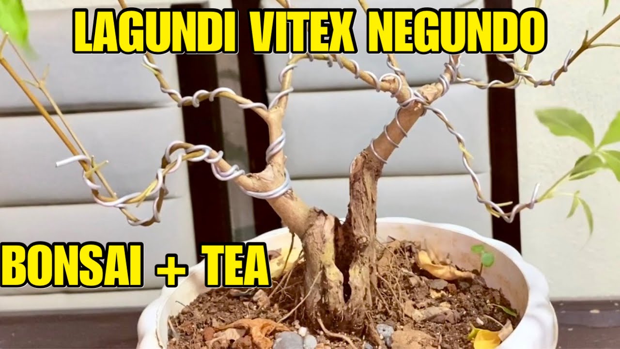 LAGUNDI | VITEX NEGUNDO | CHINESE CHASTETREE BONSAI - YouTube