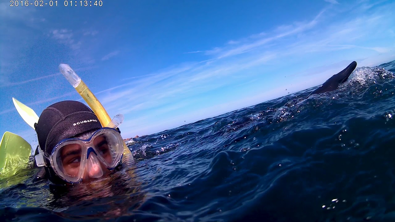 Snorkelling with seals in the Isles of Scilly. - YouTube