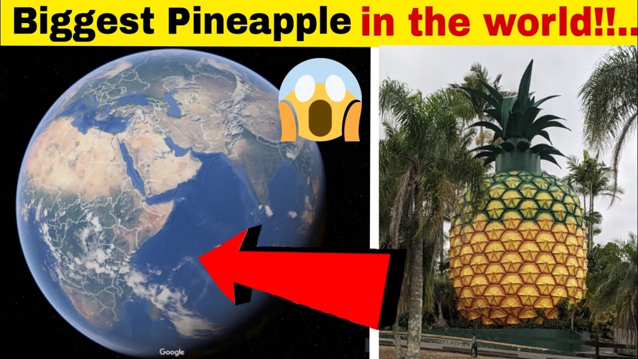 Biggest pineapple🍍in the world!! || Captured on google earth ||#giant # ...