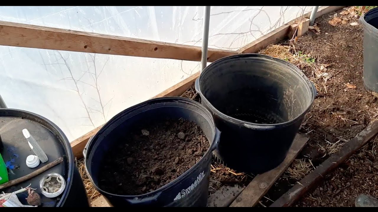 ToDo List: Planting Potatoes in our Greenhouse - YouTube