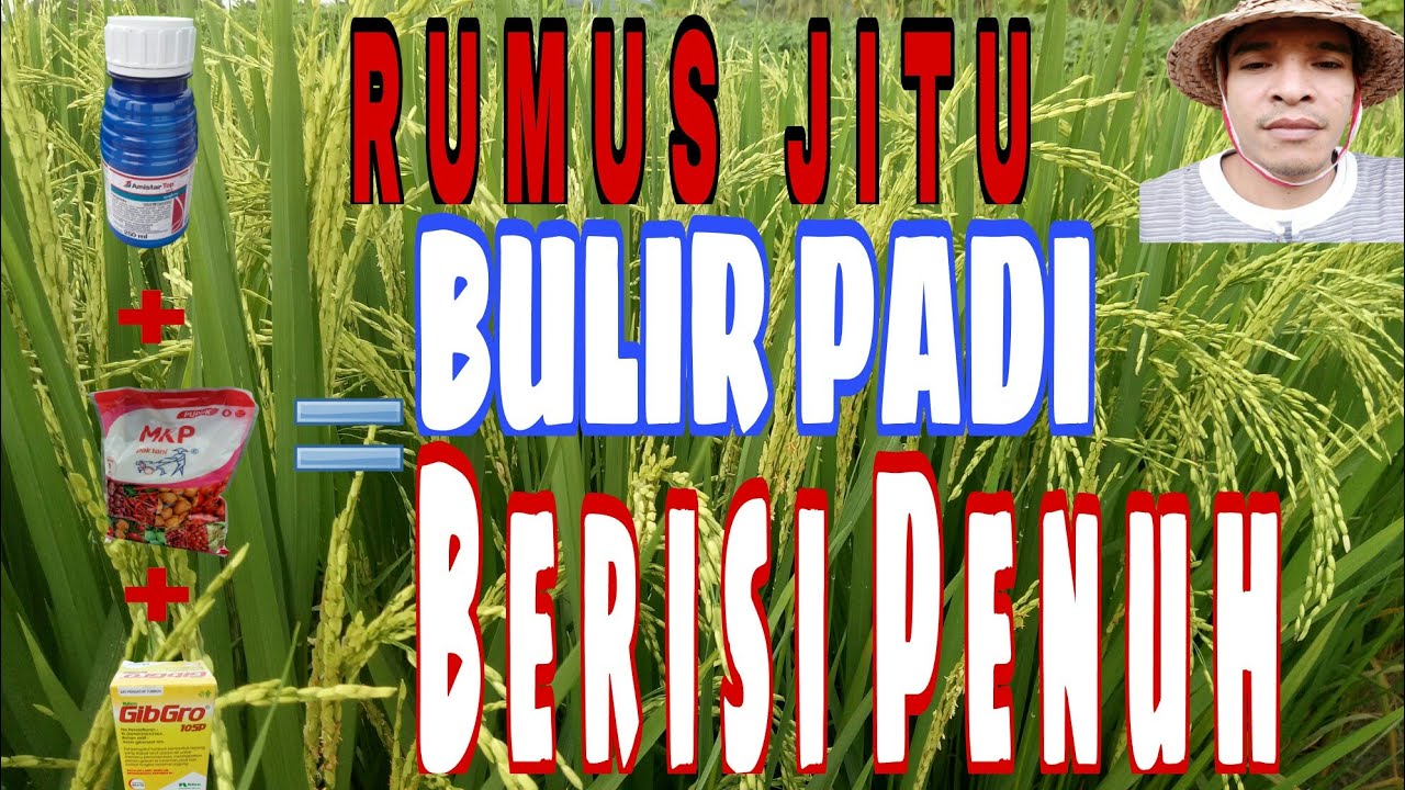 Cara Merawat Bulir Padi Berisi Penuh Berbobot Dan Bernas - YouTube