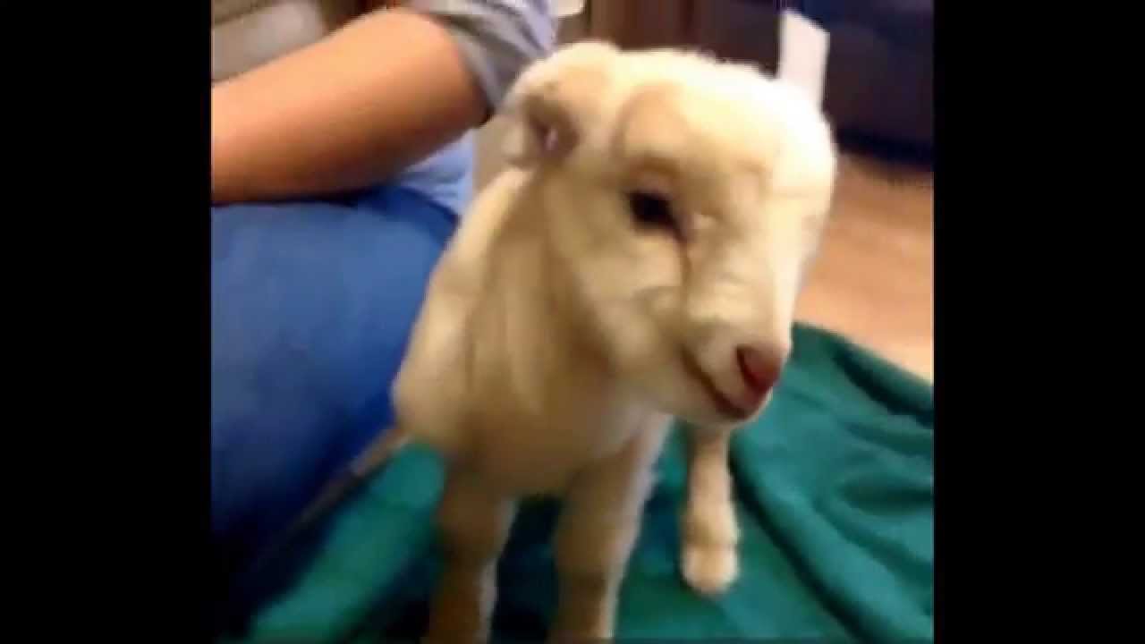 Screaming cute lamb - YouTube