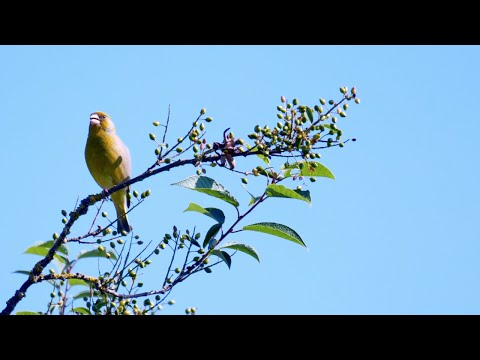 A greenfinch (Chloris chloris) song Groenling