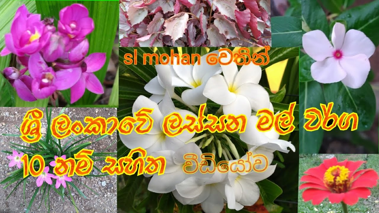 නිවසට ආකර්ෂණය ගෙන දෙන මල් ගස් වර්ග 10 ක් 10 Flowering Trees That Make ...