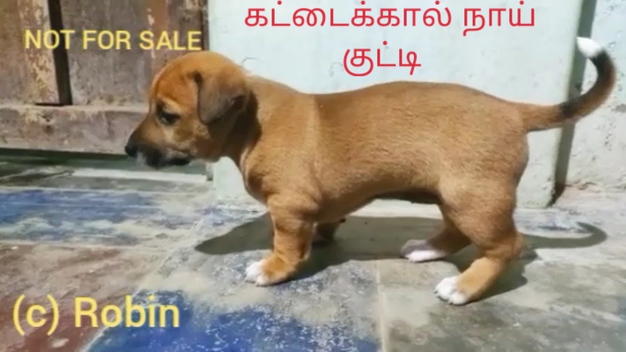அசல் கட்டைக்கால் நாய் குட்டி kattaikal dog puppy original red color not ...